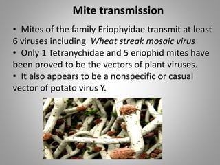 Transmission of plant viruses | PPTX | Gardening | Home & Garden