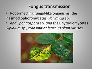 Transmission of plant viruses | PPTX