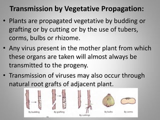 Transmission of plant viruses | PPTX