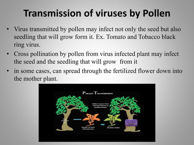 Transmission of plant viruses | PPTX | Gardening | Home & Garden