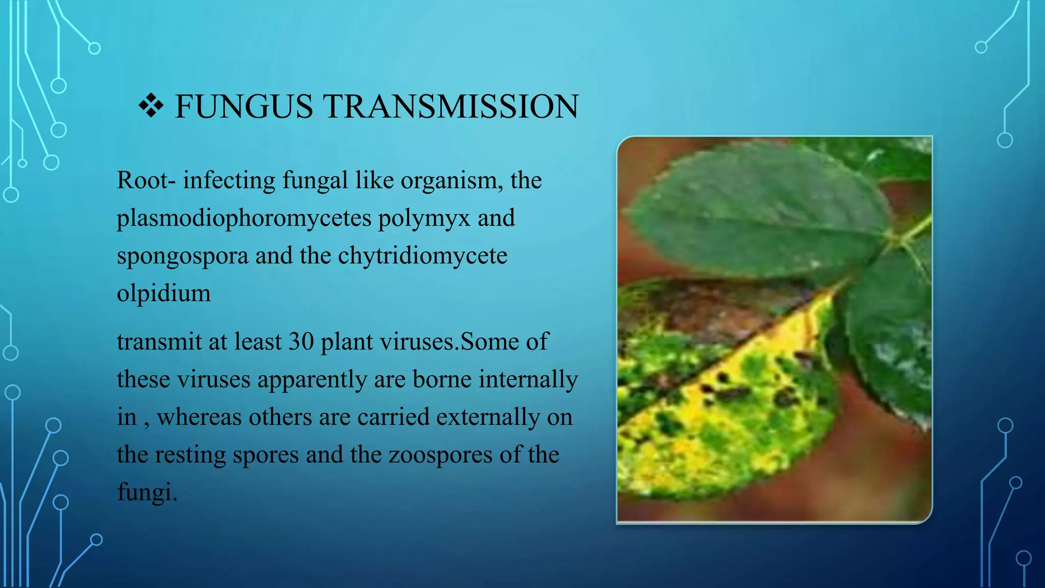 Transmission of plant viruses | PPTX