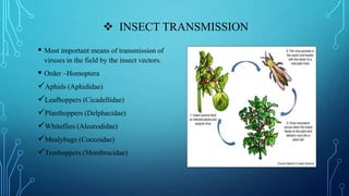 Transmission of plant viruses | PPTX