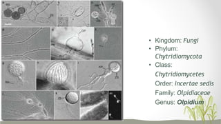 Transmission of viruses | PPTX