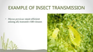 Transmission of viruses | PPTX