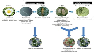 Transmission of viruses | PPTX