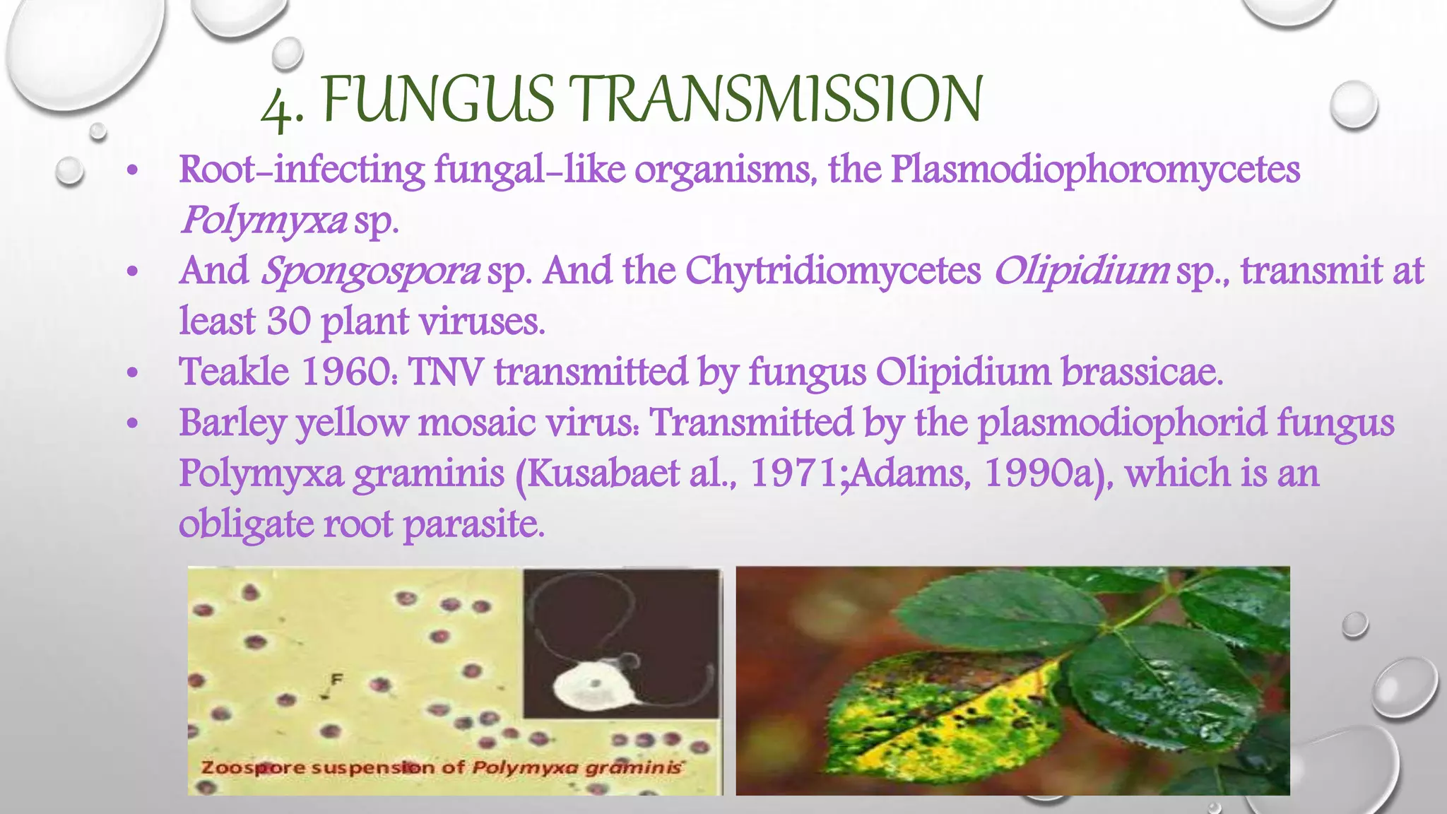 Transmission of plant viruses by vectors.pptx