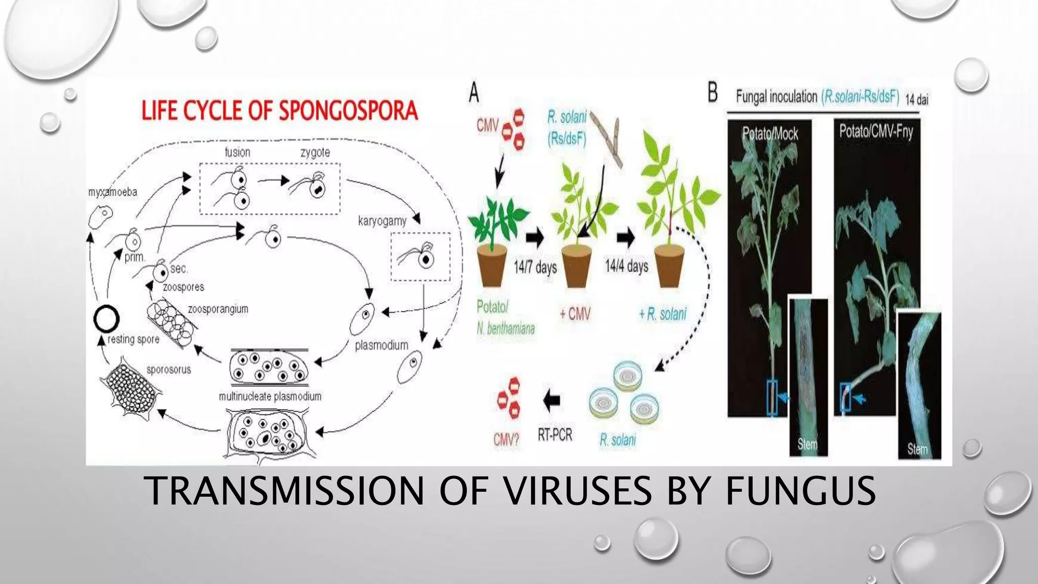 Transmission of plant viruses by vectors.pptx