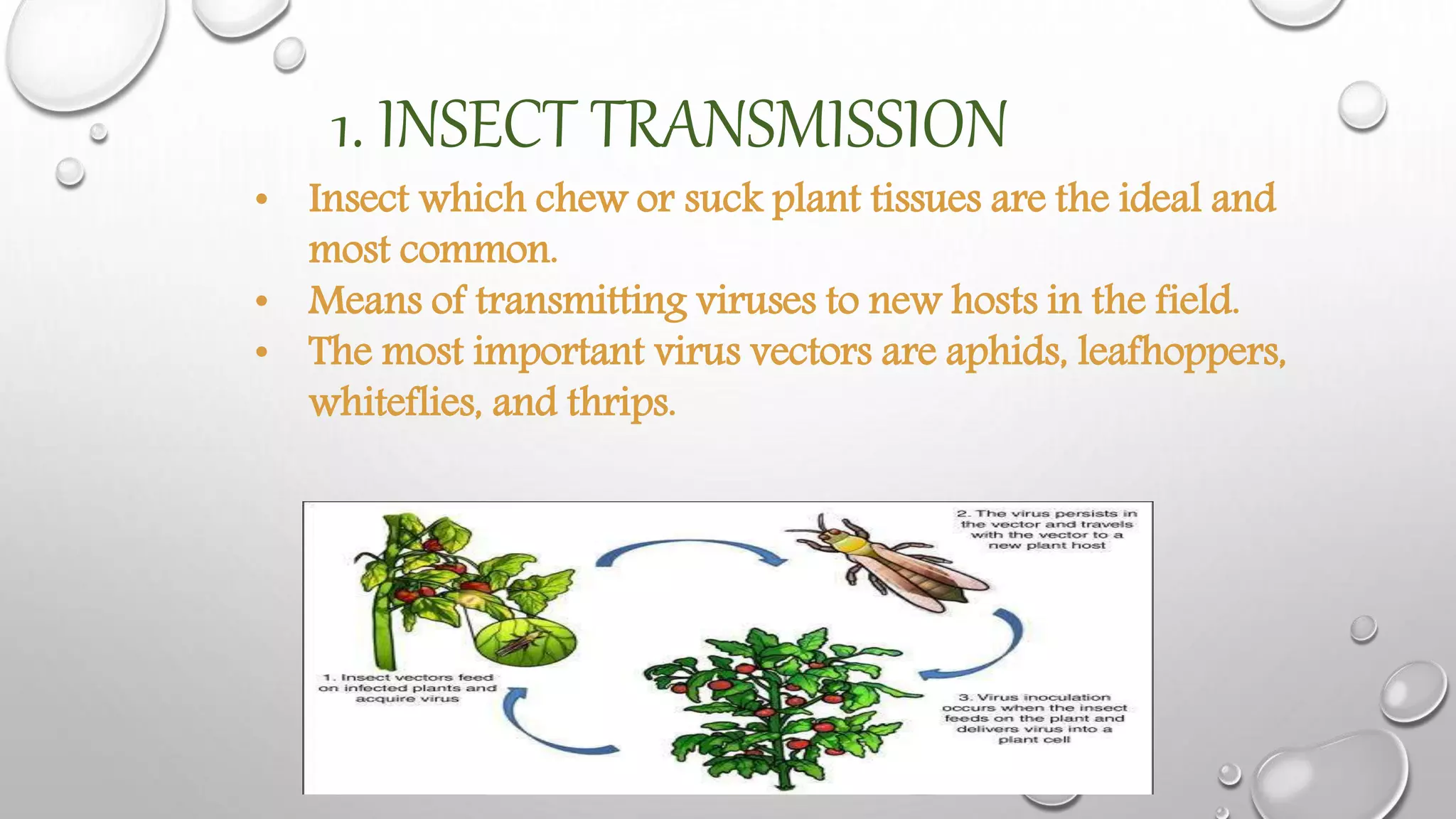 Transmission of plant viruses by vectors.pptx