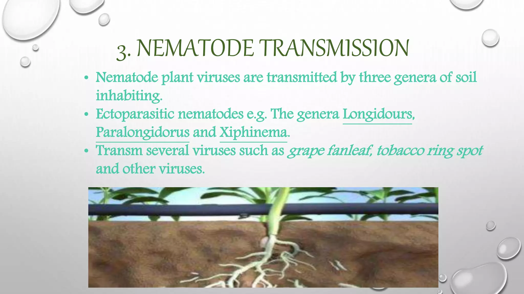 Transmission of plant viruses by vectors.pptx