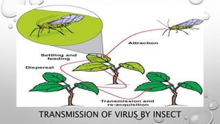 Transmission of plant viruses by vectors.pptx