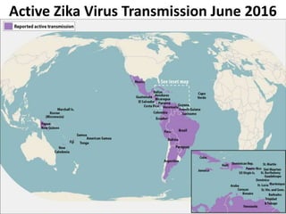 Transmission of zika virus | PPT