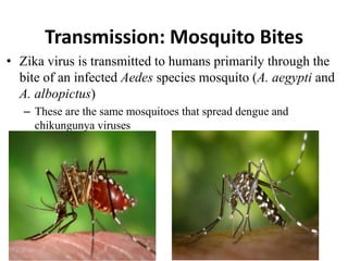 Transmission of zika virus | PPT