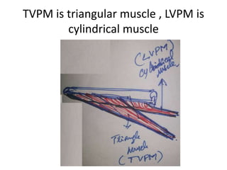 Transoral & Transorbital approaches of skull base | PPTX
