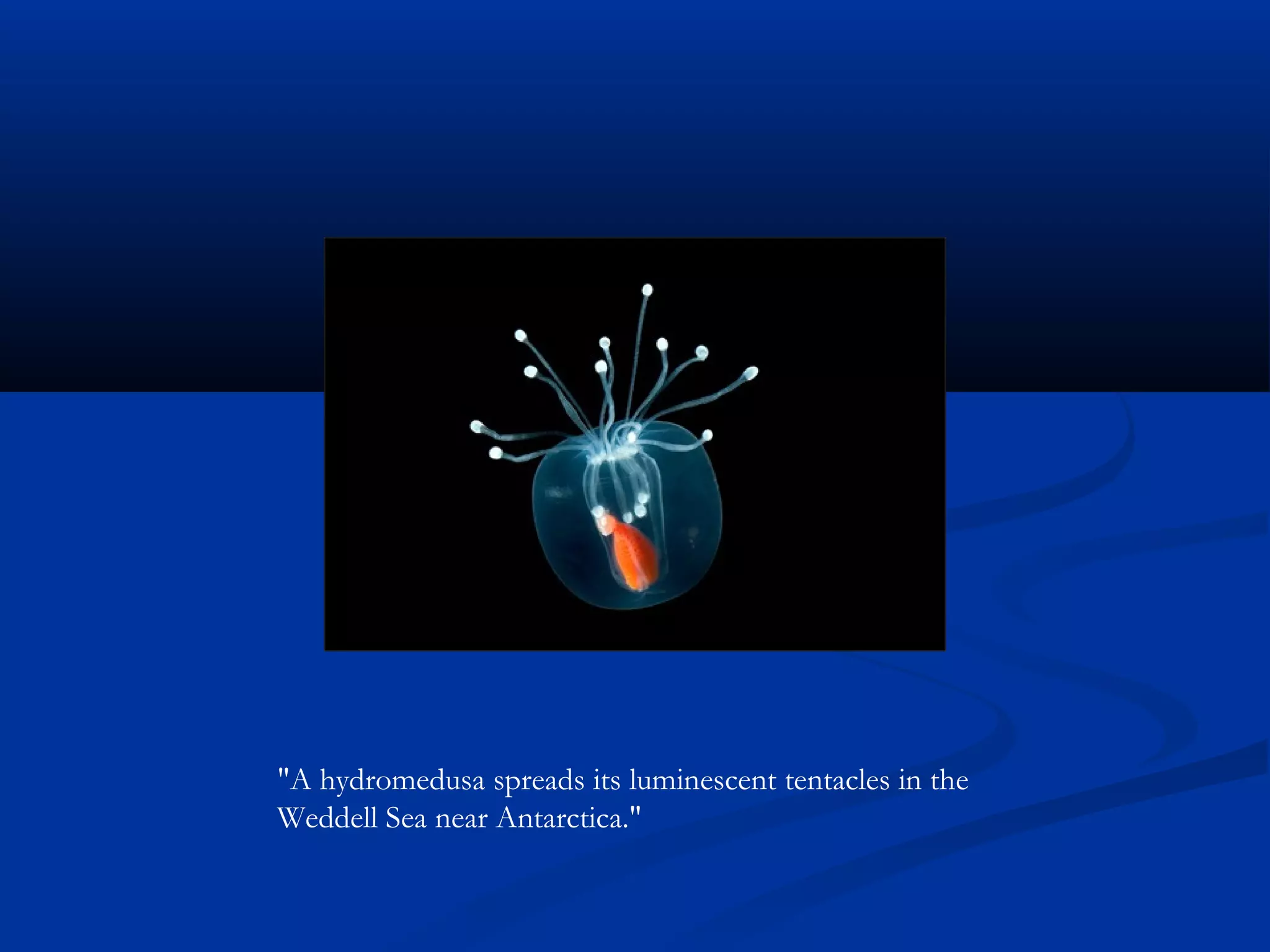 Transparent creatures | PPT