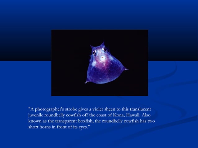 Transparent creatures | PPT