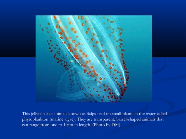 Transparent creatures | PPT