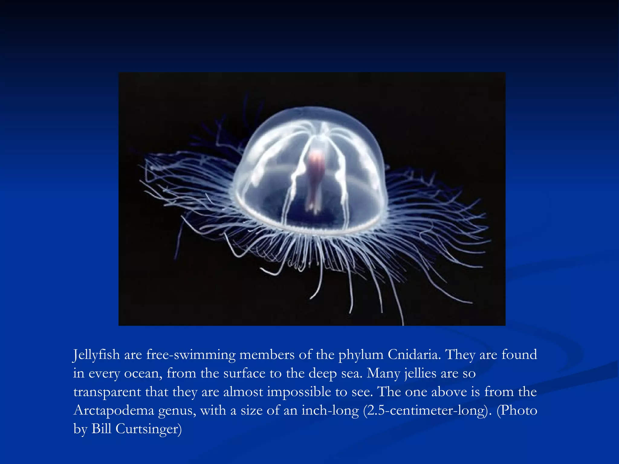 Transparent Creatures - Creation of Allah | PPT