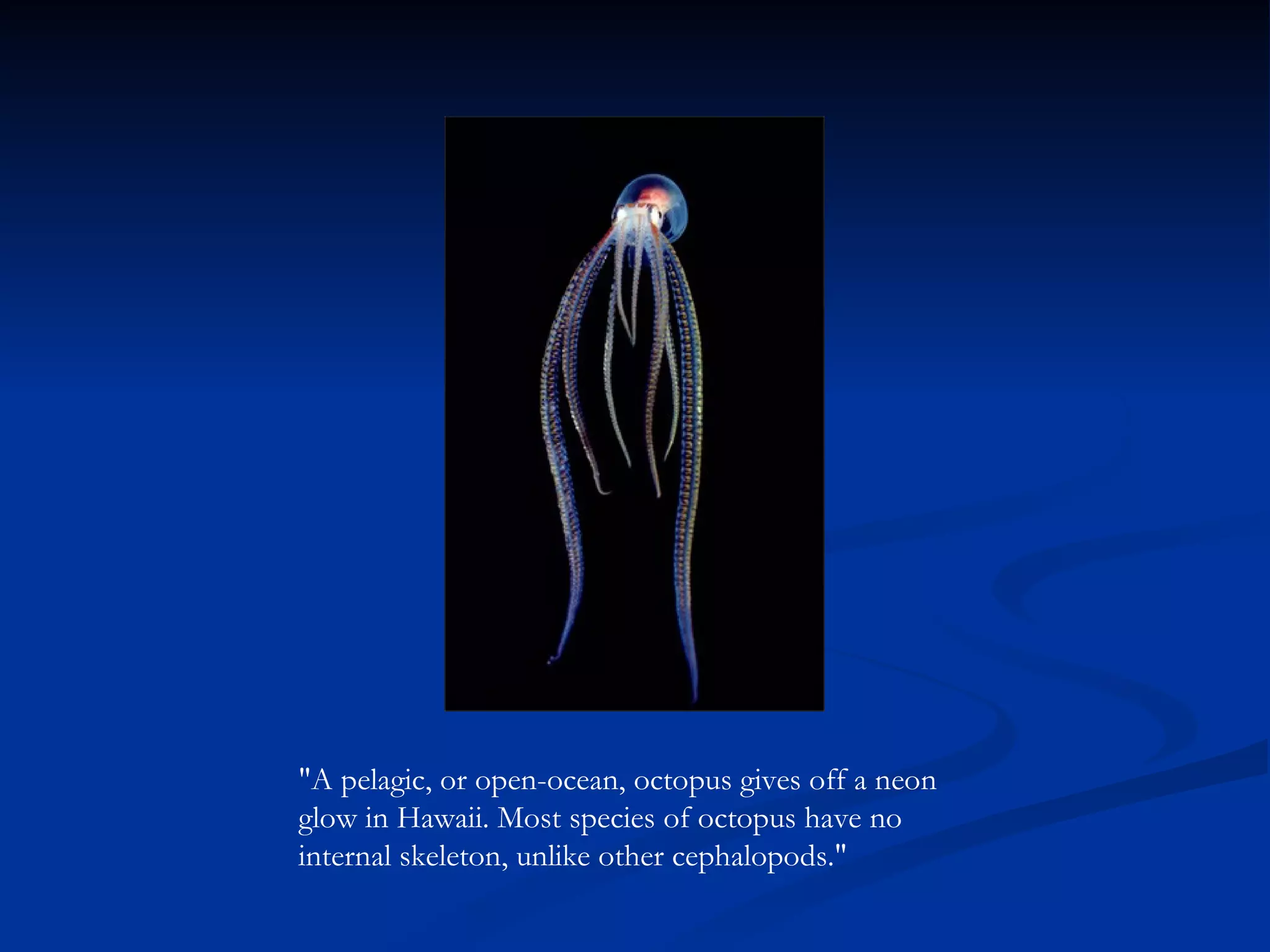 Transparent Creatures - Creation of Allah | PPT