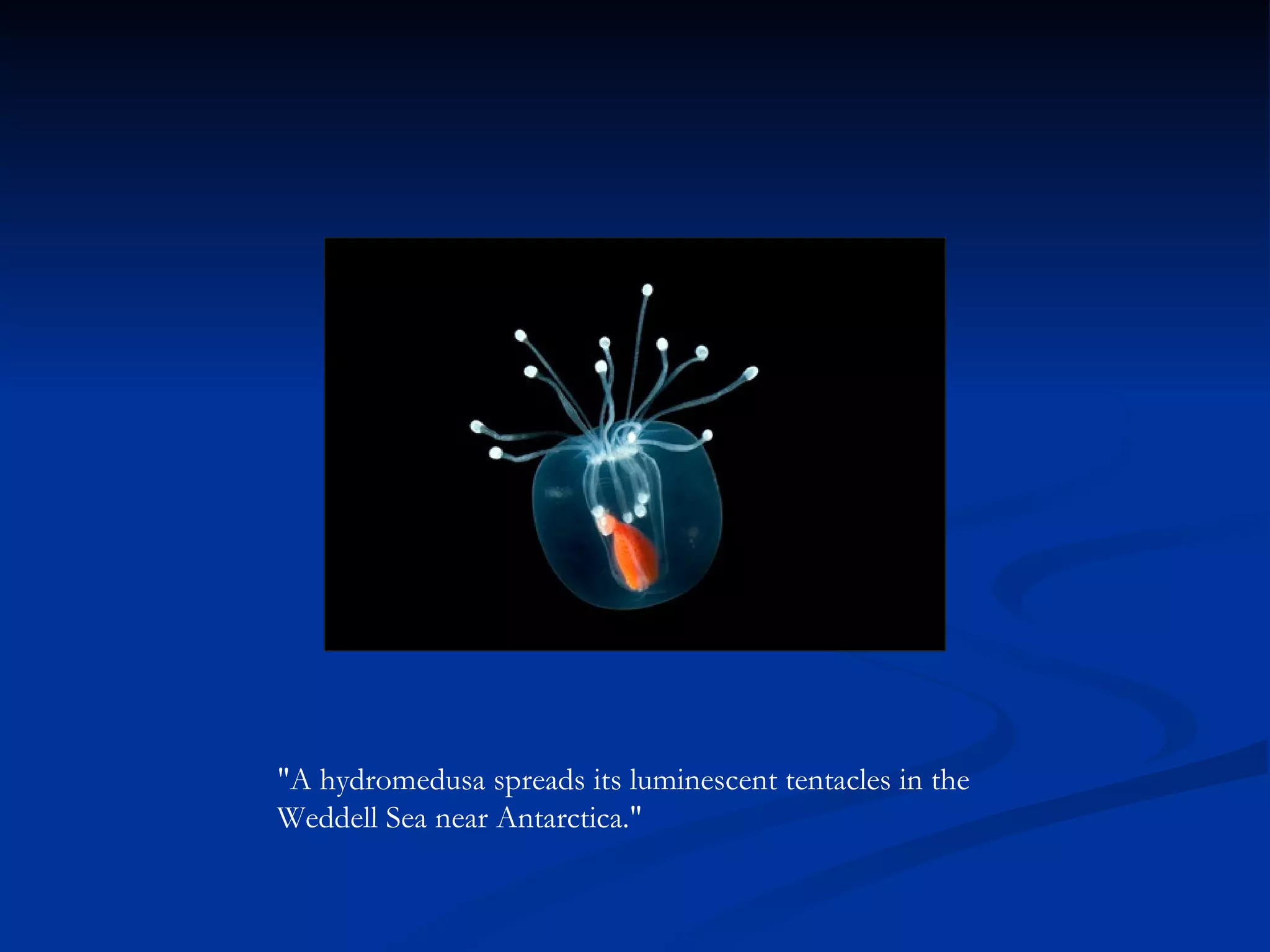 Transparent Creatures - Creation of Allah | PPT