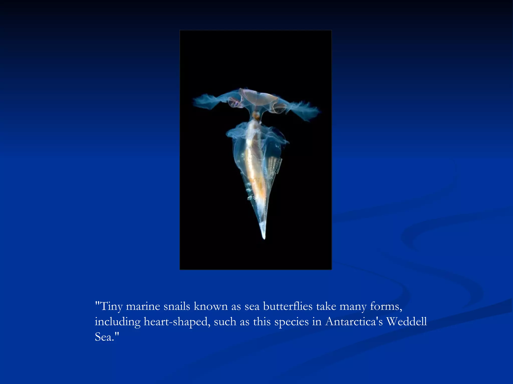 Transparent Creatures - Creation of Allah | PPT