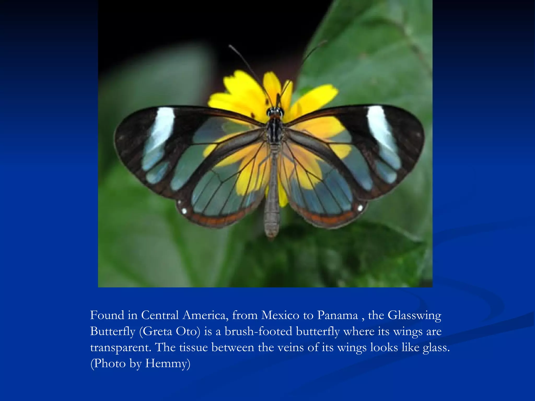 Transparent Creatures - Creation of Allah | PPT