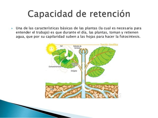 Porque Es Importante La Capilaridad En Las Plantas - Descargar Musica Mp3