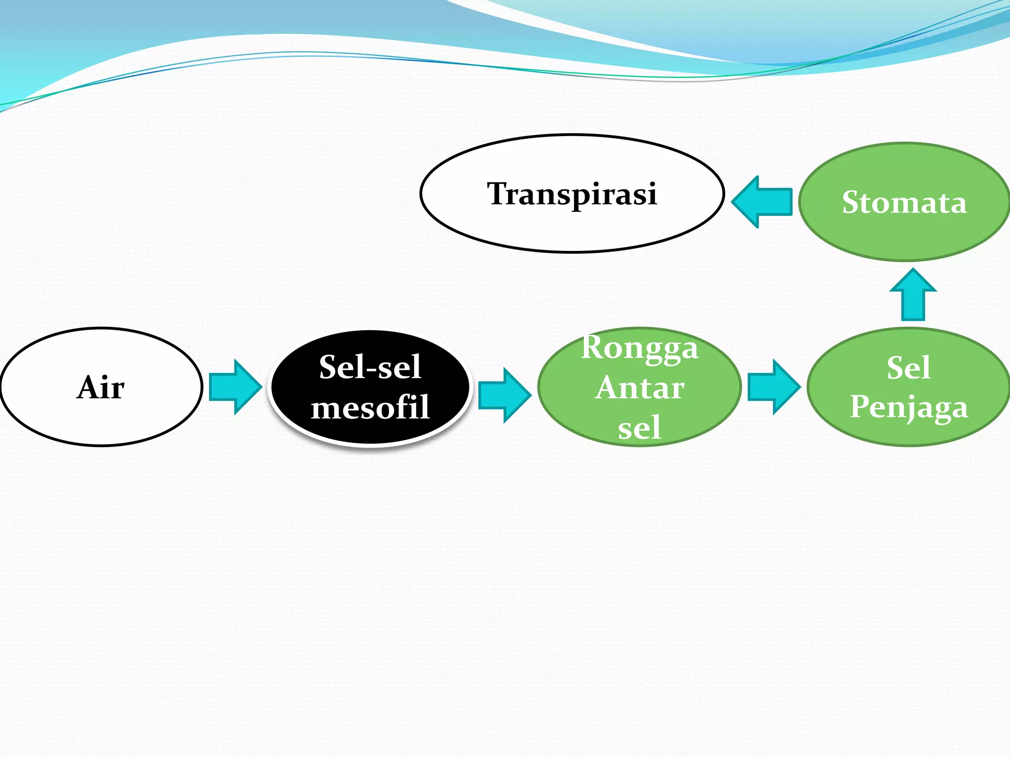 Transpirasi tumbuhan melalui stomata | PPTX