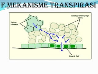 Transpirasi tumbuhan melalui stomata | PPTX