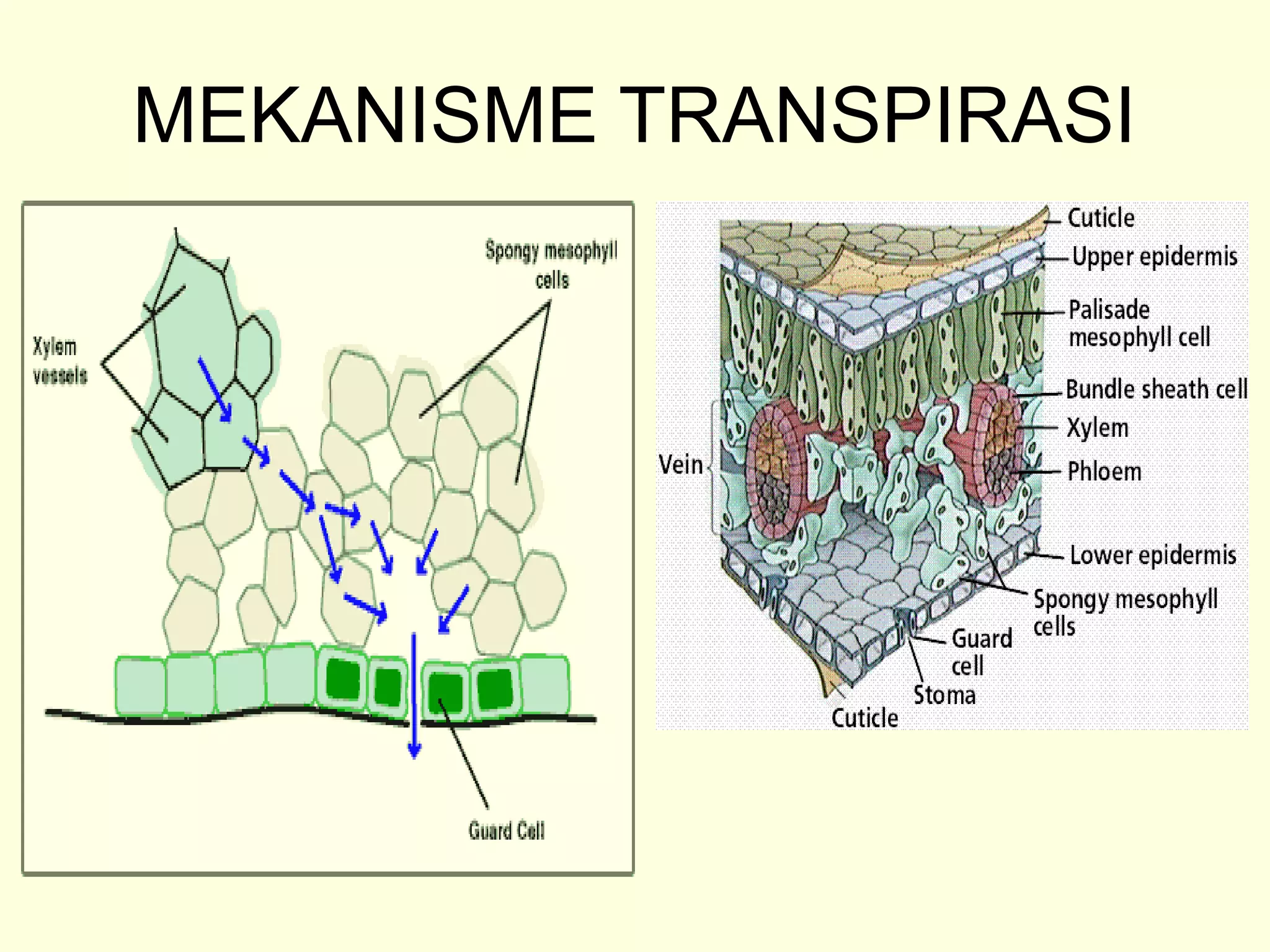 Transpirasi (1) x | PPT