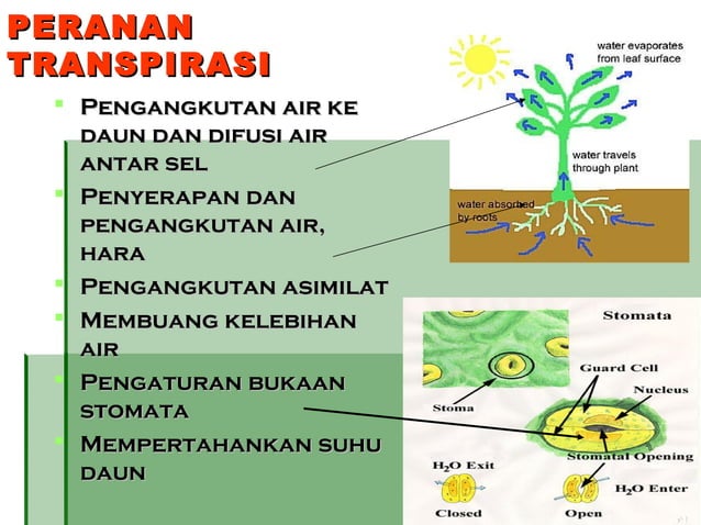 Transpirasi (1) x | PPT