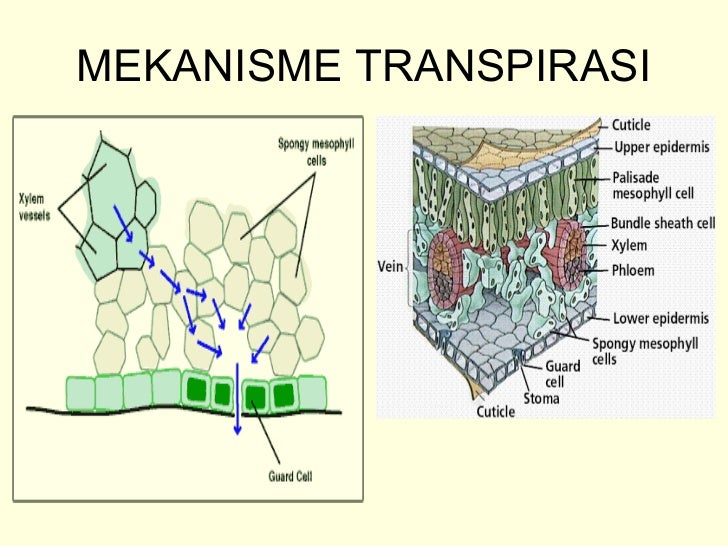 Transpirasi (1) x