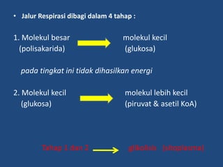 Transpirasi dan respirasi | PPTX