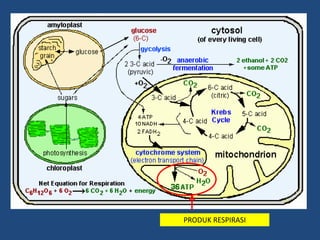 Transpirasi dan respirasi | PPTX