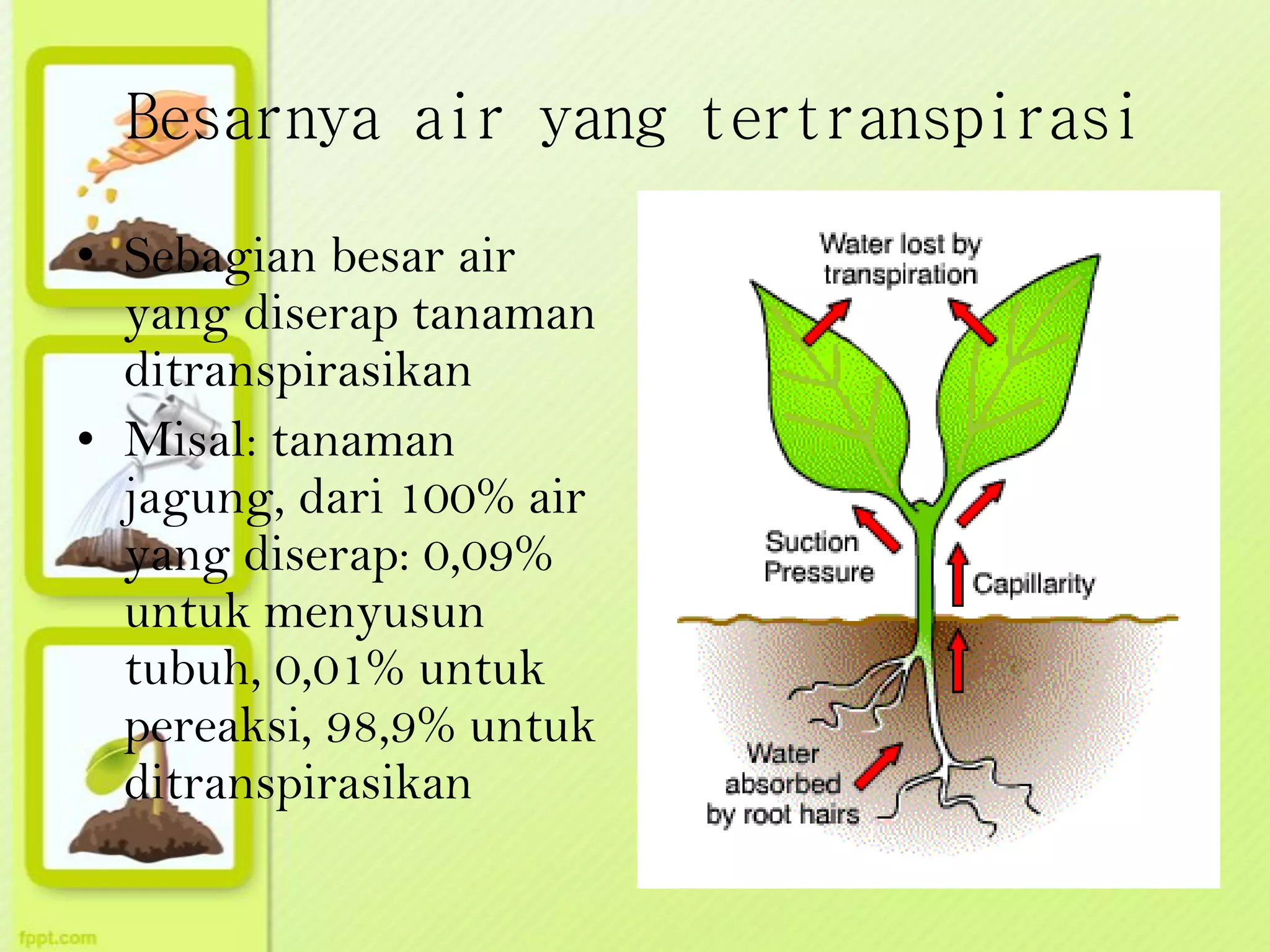 Transpirasi & stomata | PDF