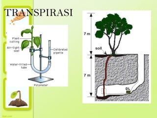 Transpirasi & stomata | PDF