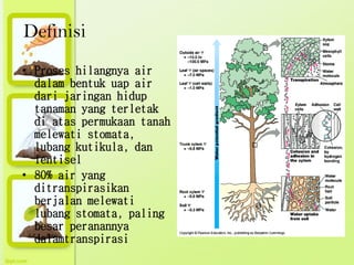 Transpirasi & stomata | PDF