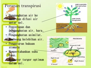 Transpirasi & stomata | PDF
