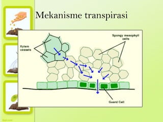 Transpirasi & stomata | PDF