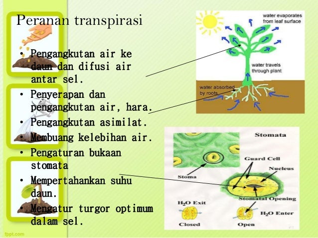 Transpirasi & stomata