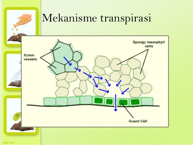 Transpirasi & stomata