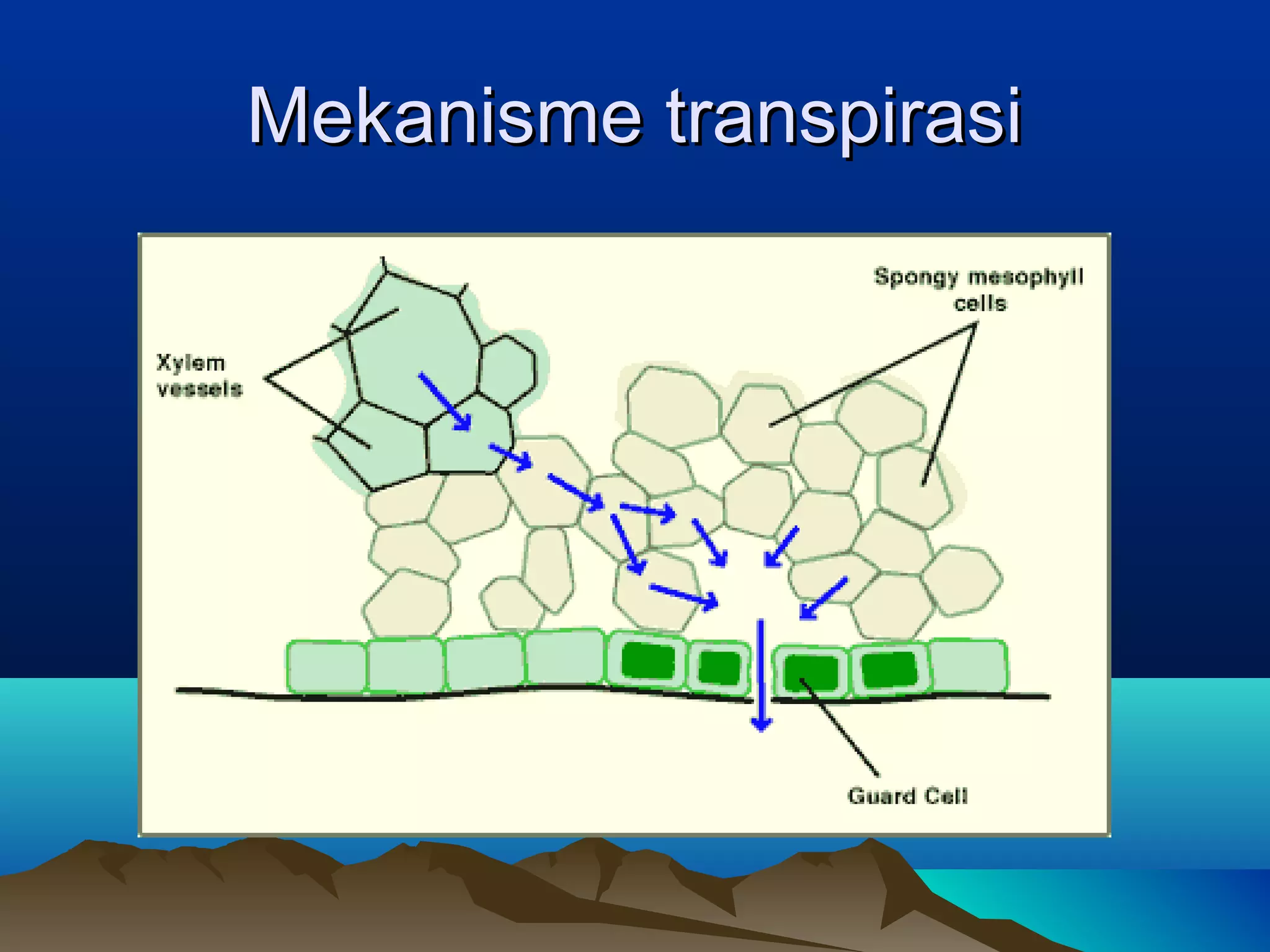 Transpirasi tumbuhan 2 kmkpom'[p | PPT