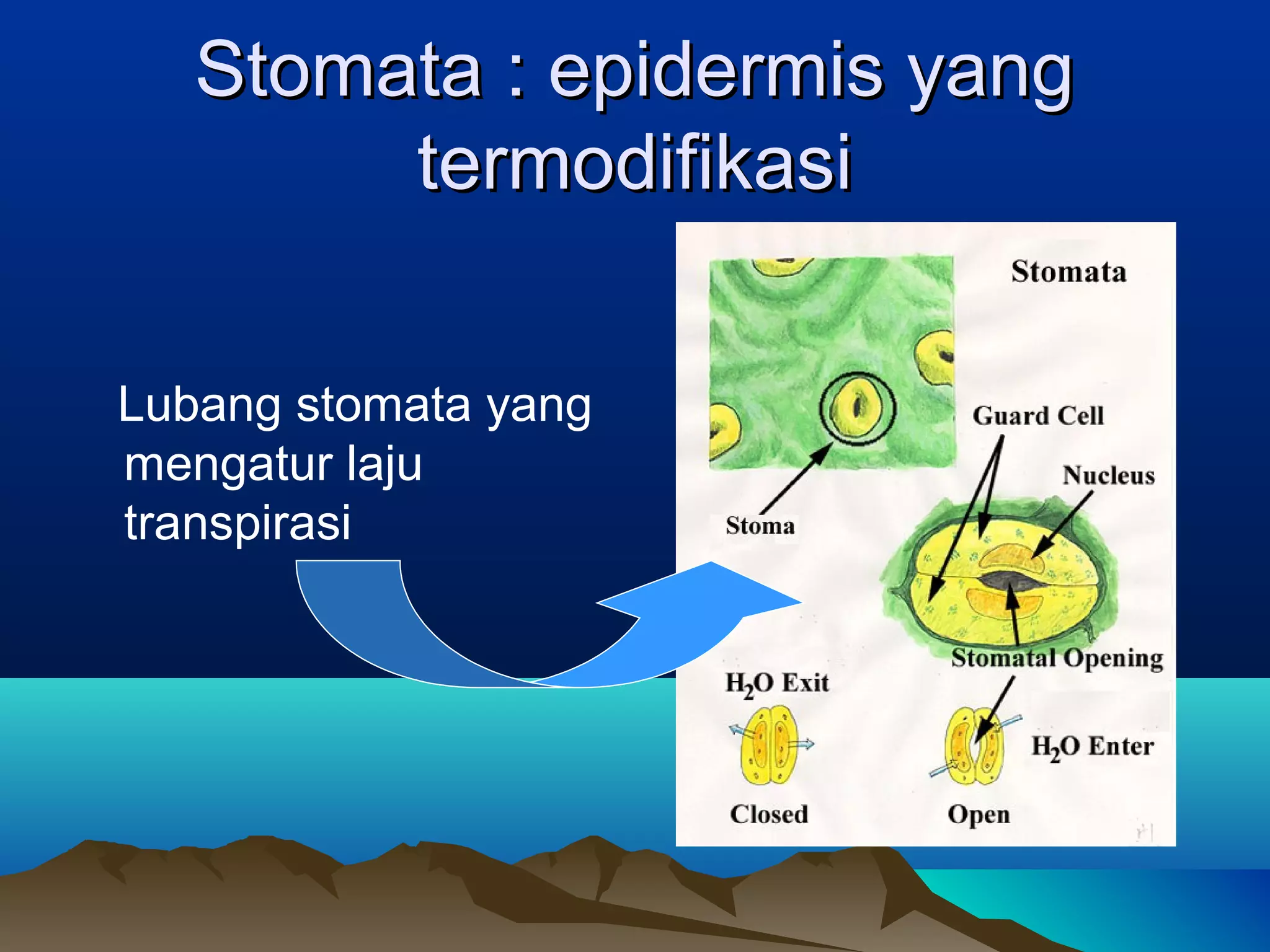 Transpirasi tumbuhan 2 kmkpom'[p | PPT