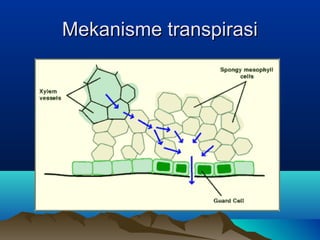 Transpirasi tumbuhan 2 kmkpom'[p | PPT