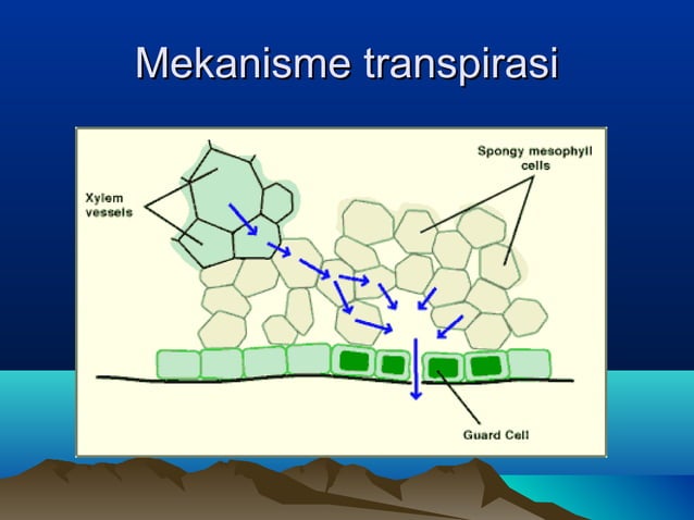Transpirasi tumbuhan 2 kmkpom'[p | PPT