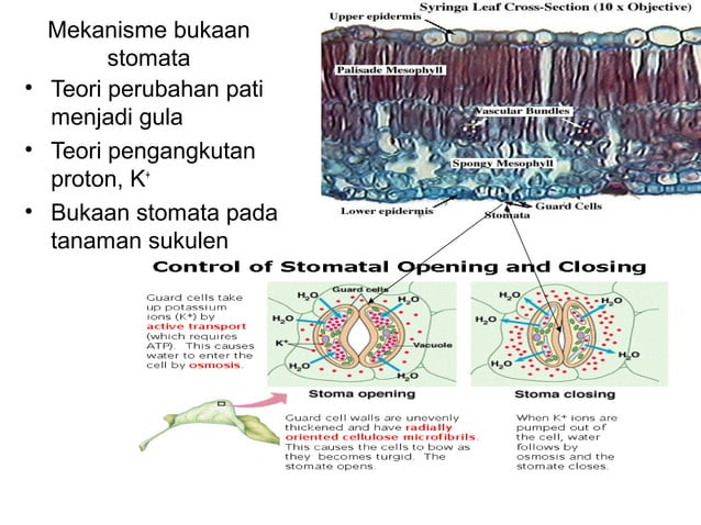 Transpirasi tumbuhan 2 kmkpom'[p | PPT