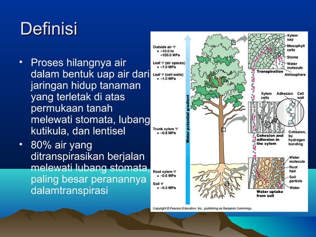 Transpirasi tumbuhan 2 kmkpom'[p | PPT