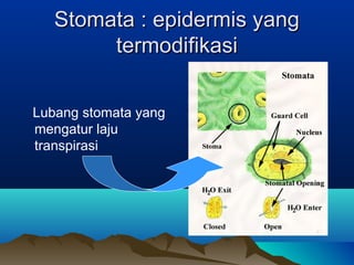 Transpirasi tumbuhan 2 kmkpom'[p | PPT