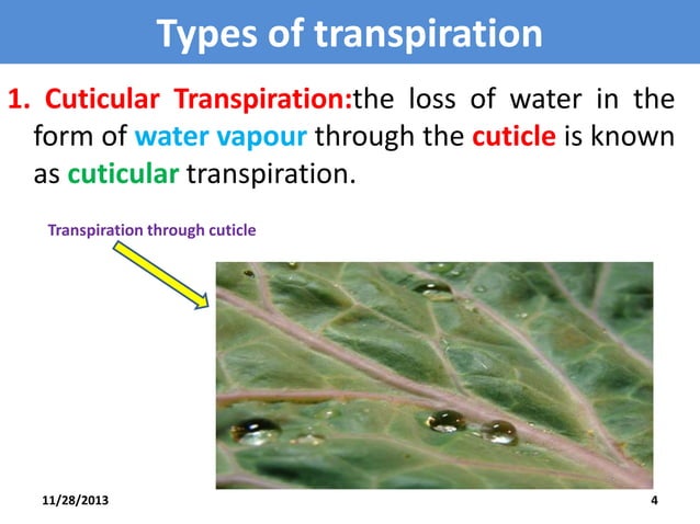Transpiration | PPTX