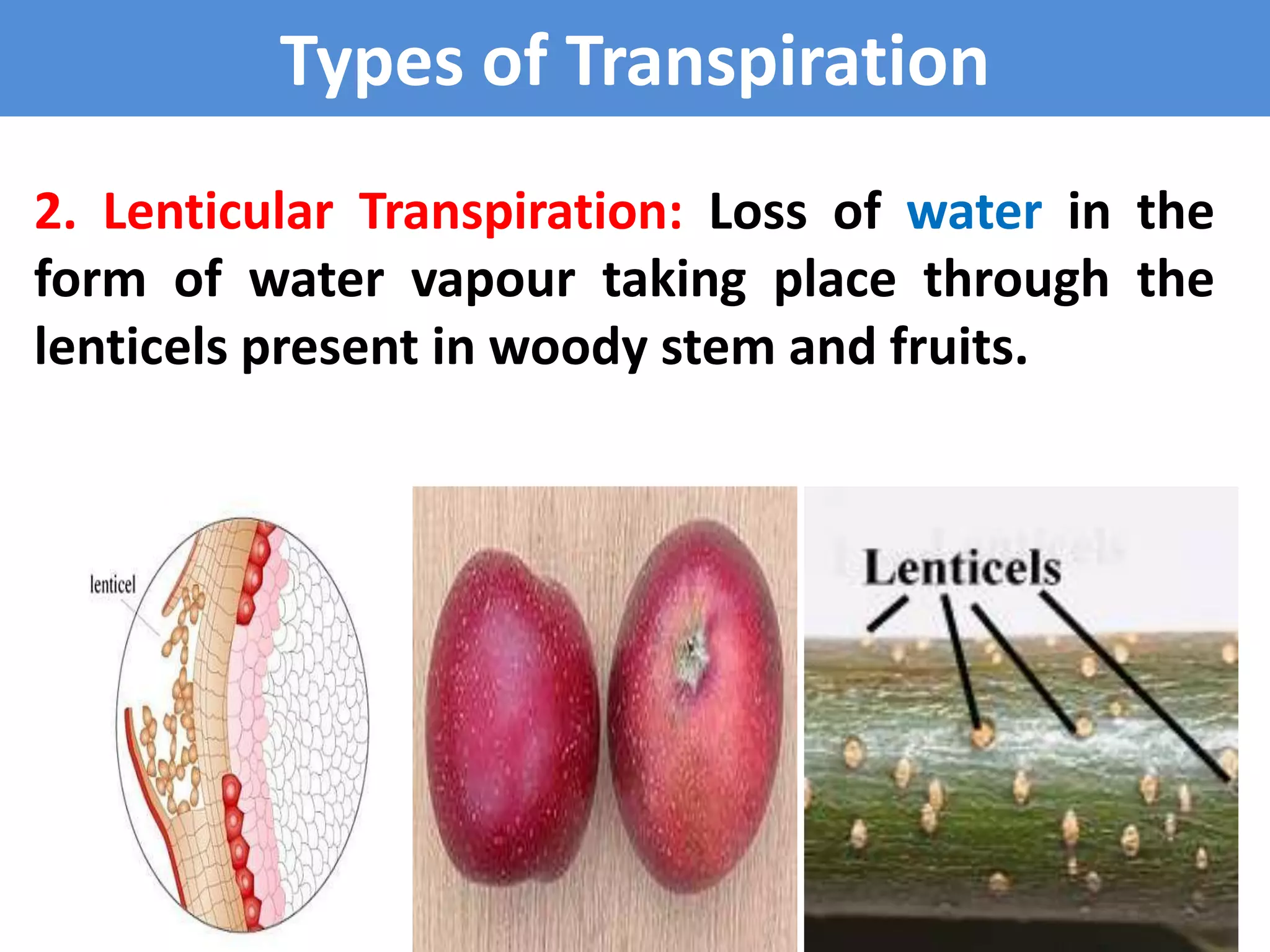 Transpiration with its types | PPTX