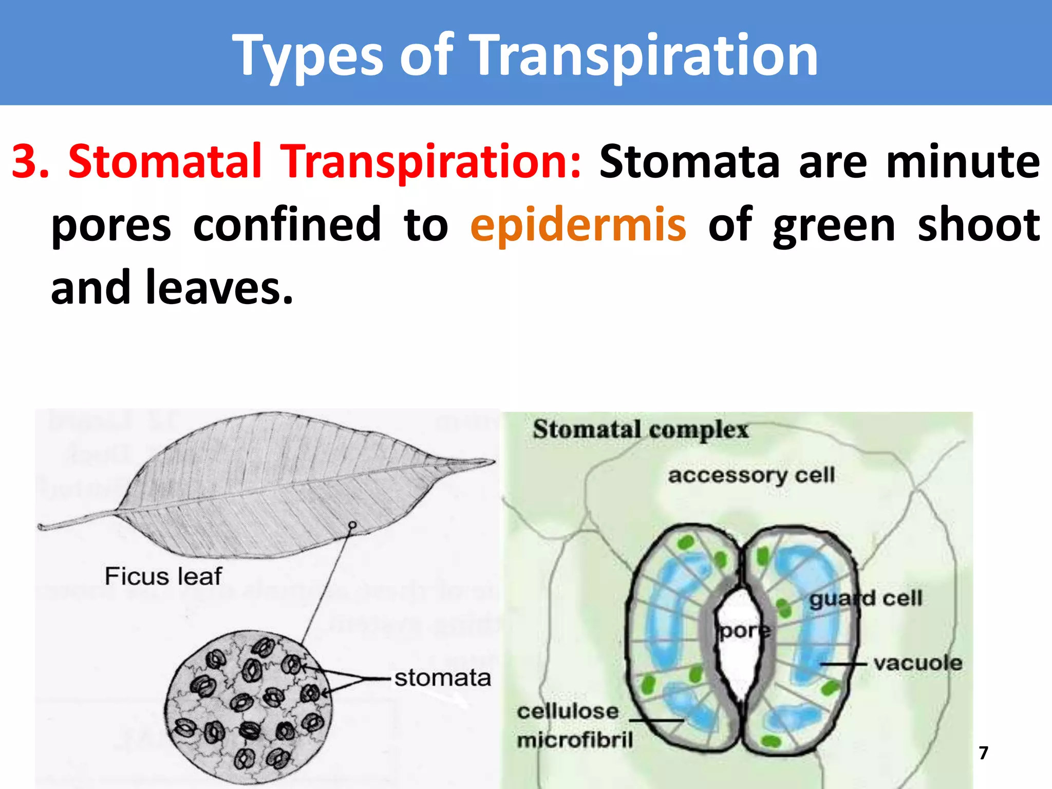 Transpiration with its types | PPTX